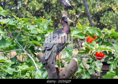 Bird aviary at ZSL London Zoo, Regent's Park, City of Westminster ...