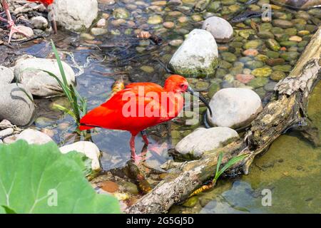 Scarlet Ibis in bird aviary at ZSL London Zoo, Regent's Park, City of ...