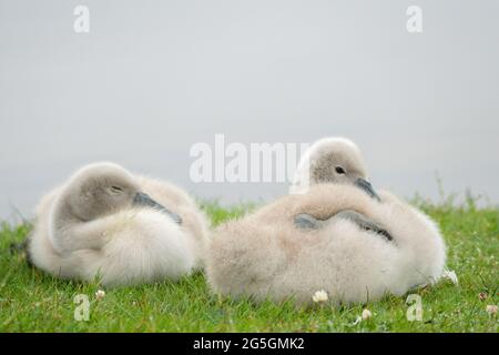 Two cygnets dozing Stock Photo - Alamy