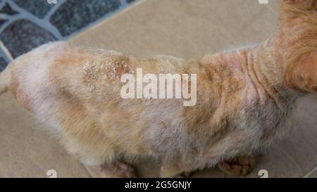 A closeup of skin fungal infection at the back of a stray orange cat's ...