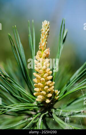 Pine tree with new pollen cone in springtime Stock Photo - Alamy