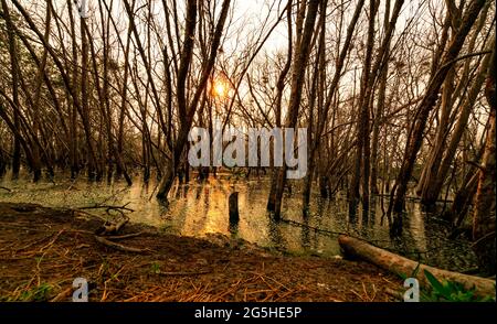 A flooded, coastal mangrove forest in a tropical location. wetland in ...