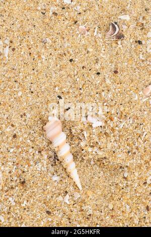 Cone snail shell on beach, Fiji Stock Photo - Alamy