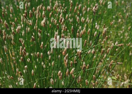 Schoenoplectus (Scirpus) lacustris, the lakeshore bulrush or common ...