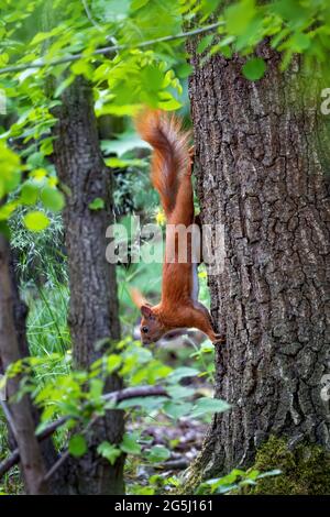 Squirrel going down by a tree in park Stock Photo - Alamy