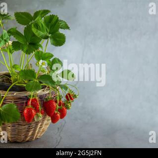 Pot with bush of with green leaves and berries for landscape design ...