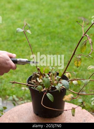 Pruning fuchsia ready for over wintering Stock Photo - Alamy