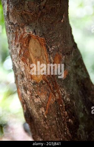 Cinnamomum tejpata tree Stock Photo - Alamy