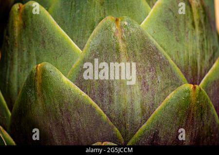fresh organic artichoke flower and artichoke hearts (cardoon) ready for ...