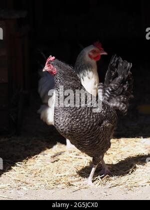 Free range hen against a black background in a barn. North Yorkshire ...
