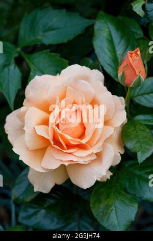 Rosa 'Indian Summer' Stock Photo - Alamy