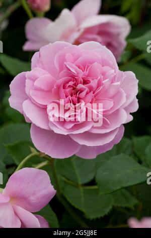 Rosa Maid Marion Stock Photo - Alamy