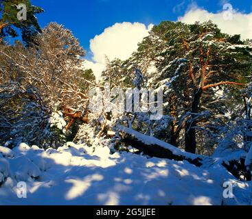 Forest of scots pine after heavy snowfall, Cairngorms National Park ...