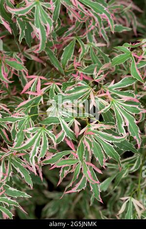 Acer palmatum Marlo . Japanese maple tree leaves Stock Photo - Alamy