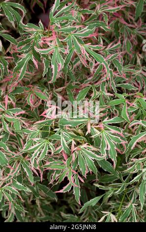 Acer palmatum 'Marlo' Stock Photo - Alamy