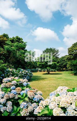 Honinji Pond hydrangea flower garden in Jeju Island, Korea Stock Photo ...