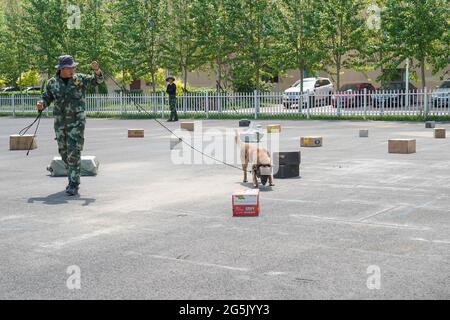 The police dogs are taking trainings at the training base in Harbin ...