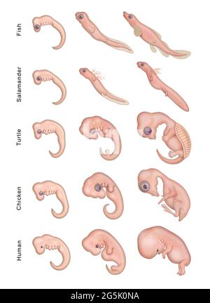 Embryonic development Stock Photo - Alamy