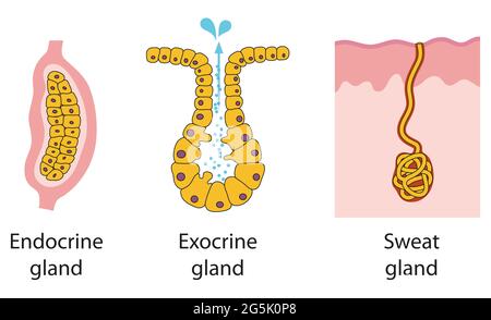 Diagram of the respiratory system of an adult frog Stock Photo - Alamy