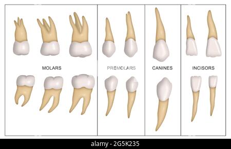 Human teeth types, illustration Stock Photo - Alamy