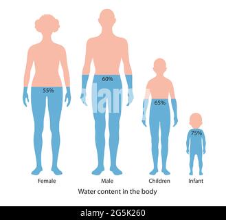 Composition of the human body Stock Photo - Alamy