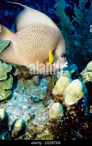 Gray Angelfish at Turks & Caicos Islands at the Caribbean Sea Stock ...
