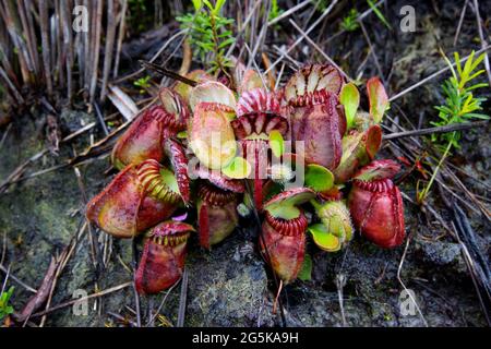 Large group of Cephalotus follicularis, the Western Australian pitcher ...