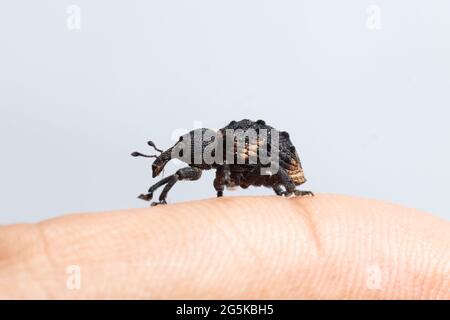 Mango Seed Weevil walking on leafs Stock Photo - Alamy