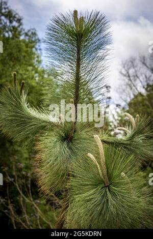 Pinus Montezumae or Montezuma Pine is a Mexican Blue Pine tree and type ...