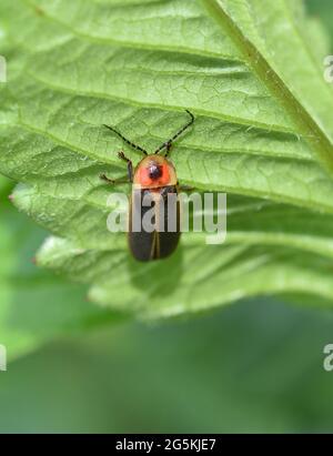 Big Dipper Firefly (Photinus pyralis) on tree with moss Stock Photo - Alamy