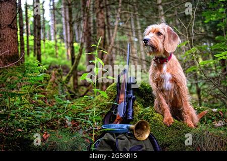 Hunting dog with hunting rifle, Steirische Rauhhaarbracke, Germany ...