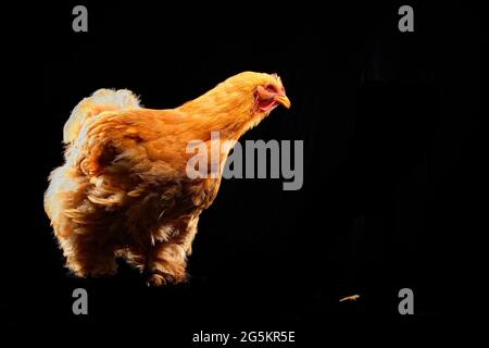 Cock, cochin, pedigree chicken, germany Stock Photo - Alamy