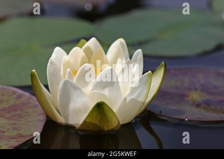 A beautiful water lily flower that hovers over the water Stock Photo ...
