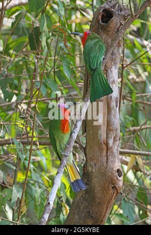 A pair of Red-bearded Bee-eater bird on tree branch in Sabah, Borneo ...