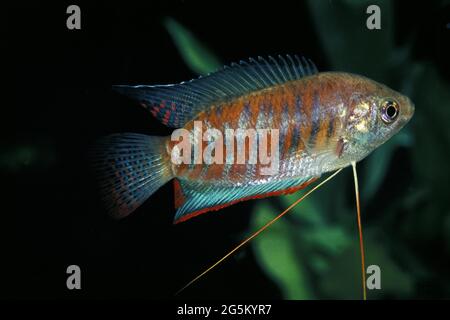 Giant Gourami, Striped Gourami (Colisa fasciata), swimming Stock Photo ...