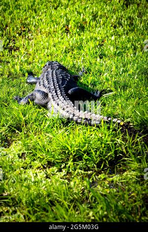 alligator back view Stock Photo - Alamy