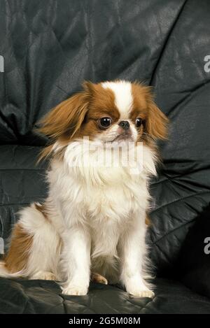 Japanese family on the sofa Stock Photo - Alamy