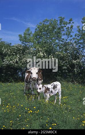 Normandy Calf, Domestic Cattle Stock Photo - Alamy