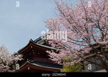 Nikko, Japan - sakura pink cherry blossom tree Stock Photo - Alamy