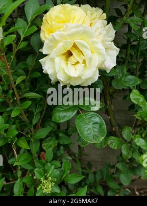 CLIMBING ROSE. ROSA ARTHUR BELL Stock Photo - Alamy