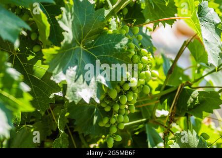 Green bunches of vines illuminated by the spring sun on the plantation ...