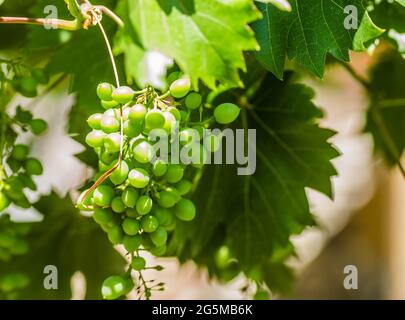 Green bunches of vines illuminated by the spring sun on the plantation ...