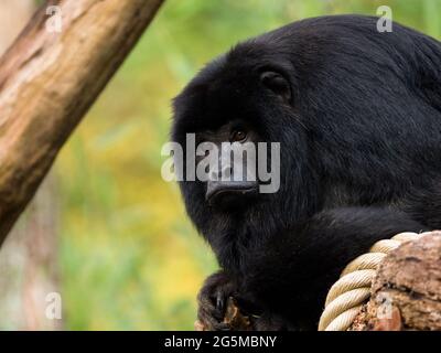 Howler monkey staring in the distance Stock Photo - Alamy