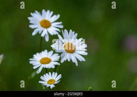 A group of spontaneous daisies Stock Photo - Alamy