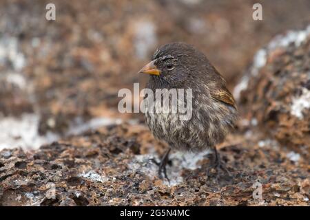 Sharp-beaked (Sharp-billed) Ground Finch (Geospiza difficilis) male ...