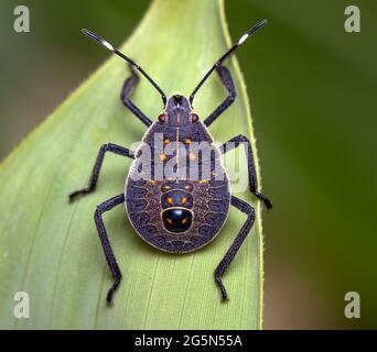 Yellow-spotted stink bug Stock Photo - Alamy