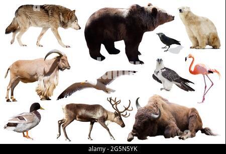 Set of bear and other european animals. Isolated on white background ...