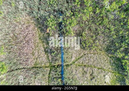 An aerial view of deer standing in greenery field Stock Photo - Alamy