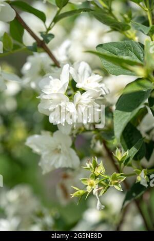 close up blooming jasmine flower on bush in garden, selected focus ...