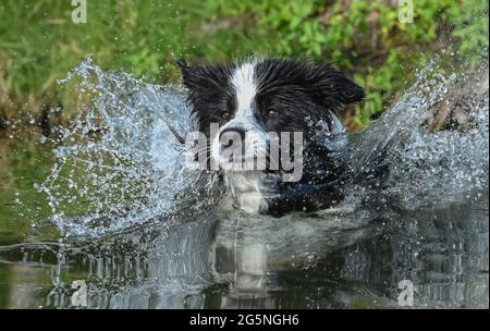 Treplin, Germany. 28th June, 2021. A border collie jumps into the water ...